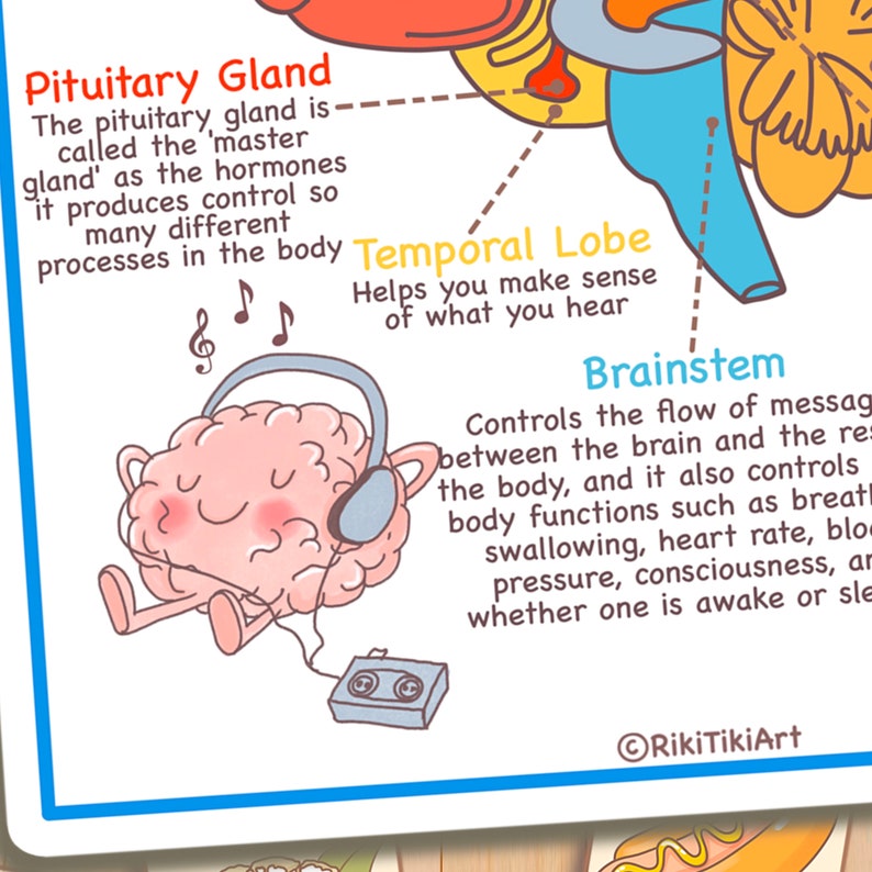 Human Brain Anatomy Bundle Printable Homeschool Curriculum - Etsy