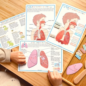 Respiratory System Bundle Human Anatomy Preschool Worksheets Toddler ...