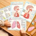 Respiratory System Bundle Human Anatomy Preschool Worksheets Toddler ...