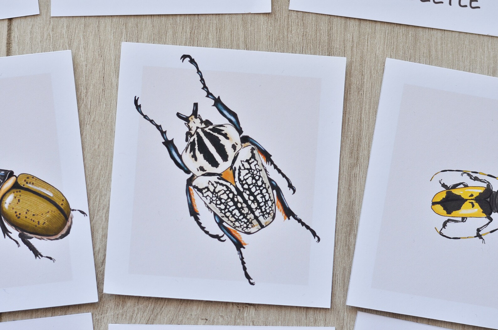 Beetles Flashcards Homeschool Montessori Materials Printable - Etsy