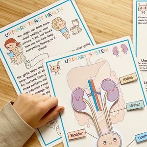 Human Urinary System Learning Bundle Human Body Unit Study Preschool ...