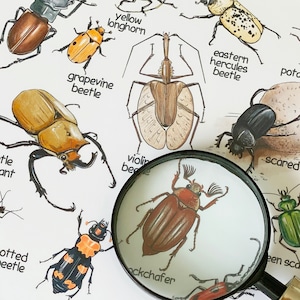 Beetles Unit Study Homeschool Learning Bundle Charlotte Mason Printable ...