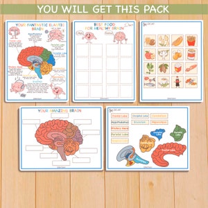 Human Brain Anatomy Bundle, Printable Homeschool Curriculum Preschool ...