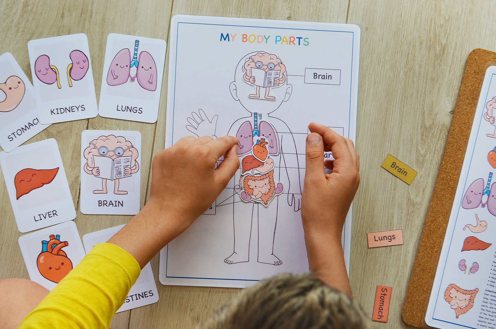 Human Anatomy Activity Homeschool Montessori Materials - Etsy Canada