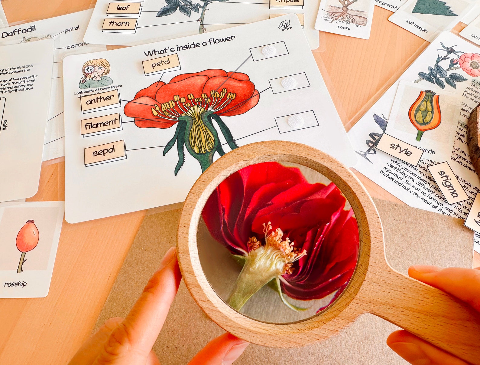 Flowers Unit Study Charlotte Mason Spring Printables Life Cycle of a ...