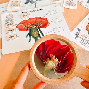 Flowers Unit Study Charlotte Mason Spring Printables Life Cycle of a ...