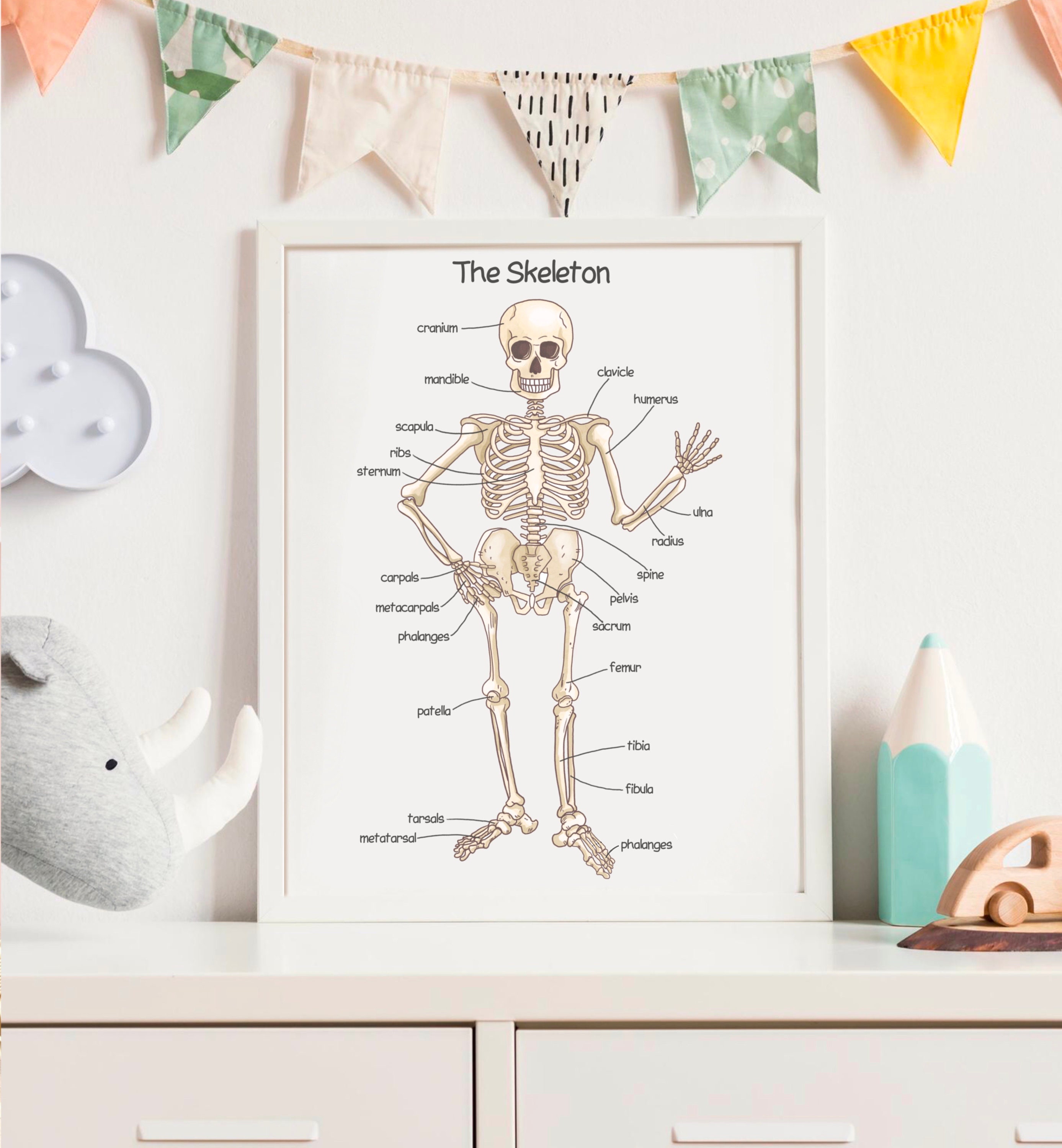 Human Skeleton Poster for Kids Human Bones Downloadable Prints | Etsy UK