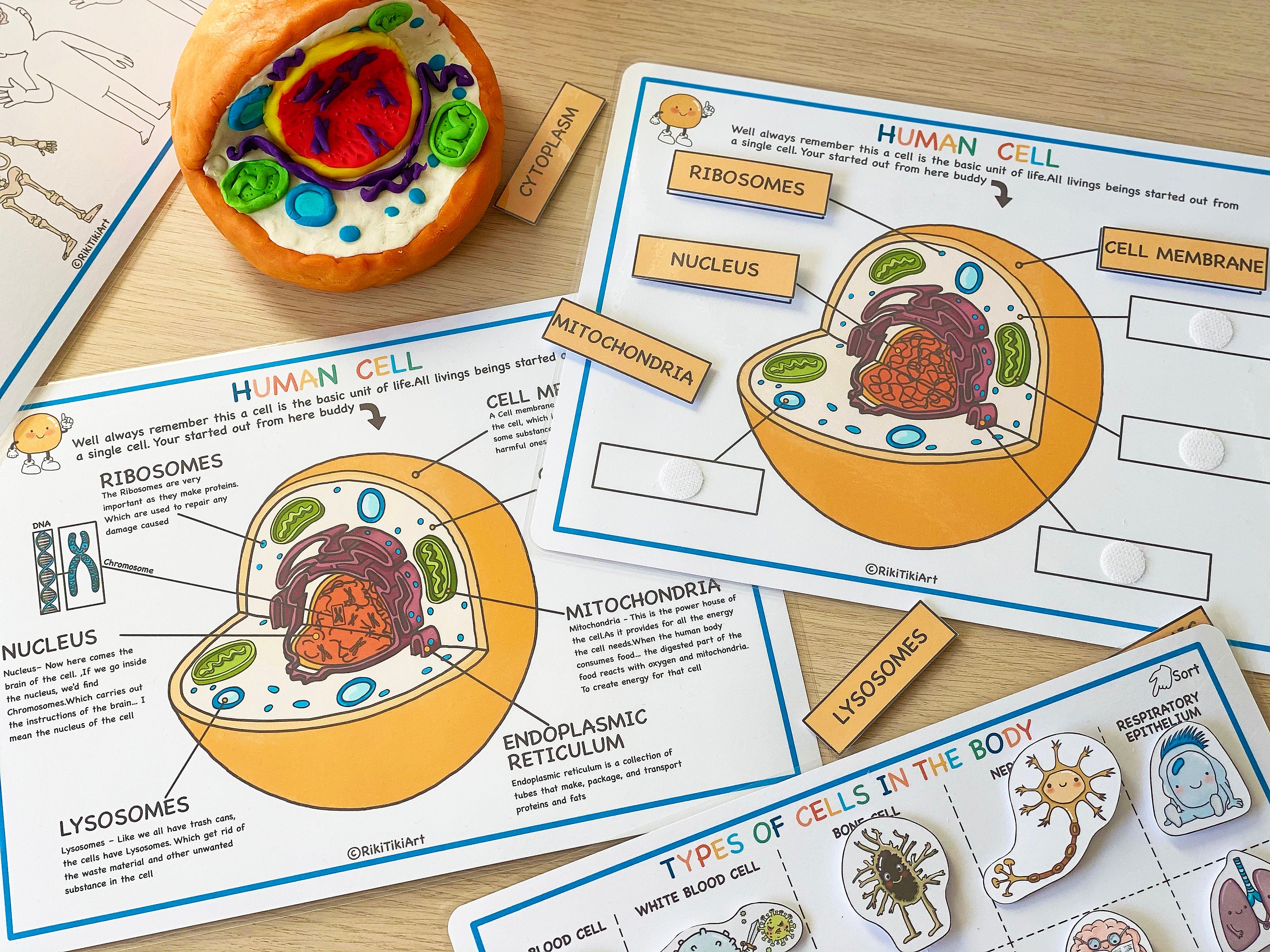 Human Cell Model For Kids
