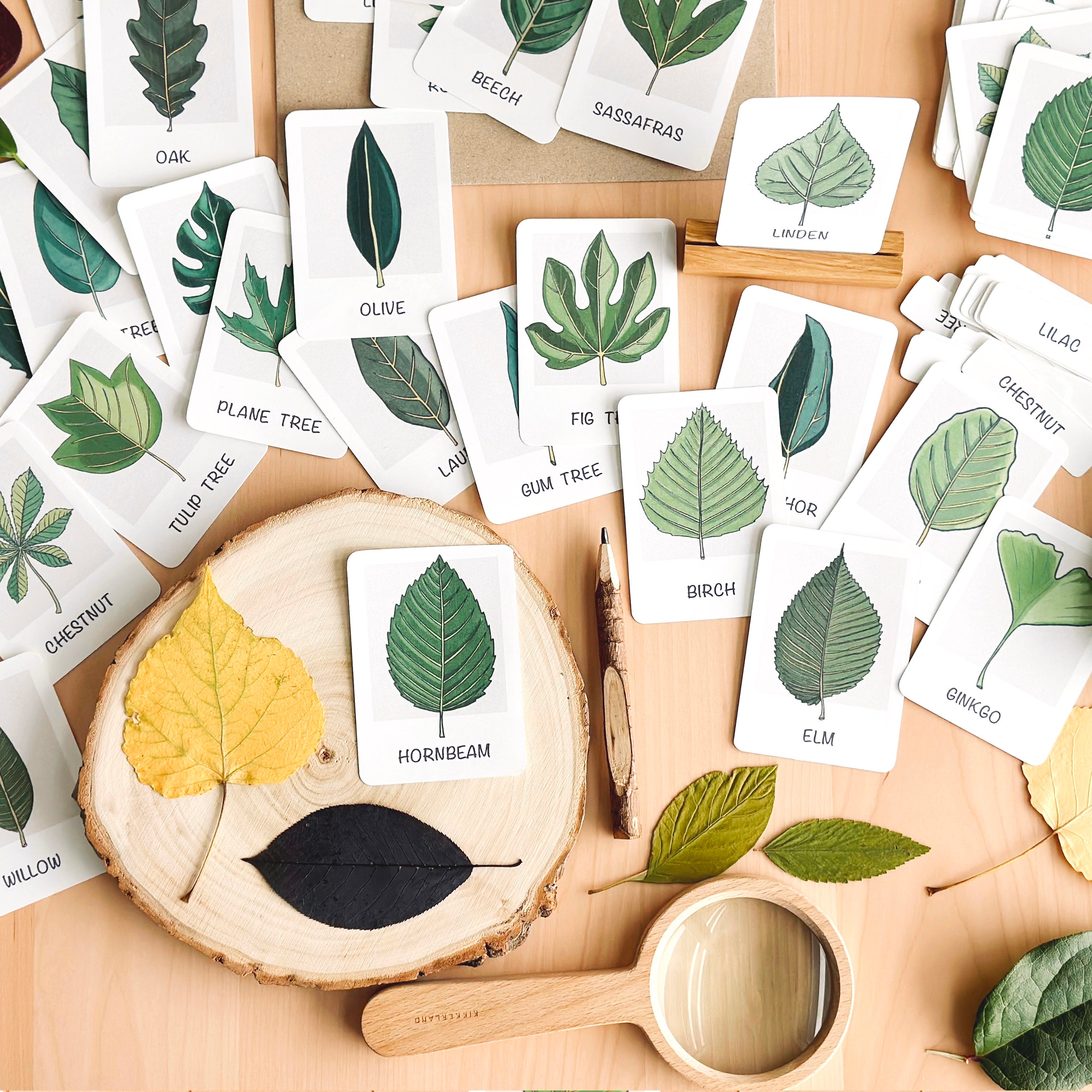 Leaf Flash Cards Leaf Identification Montessori Education Homeschool ...