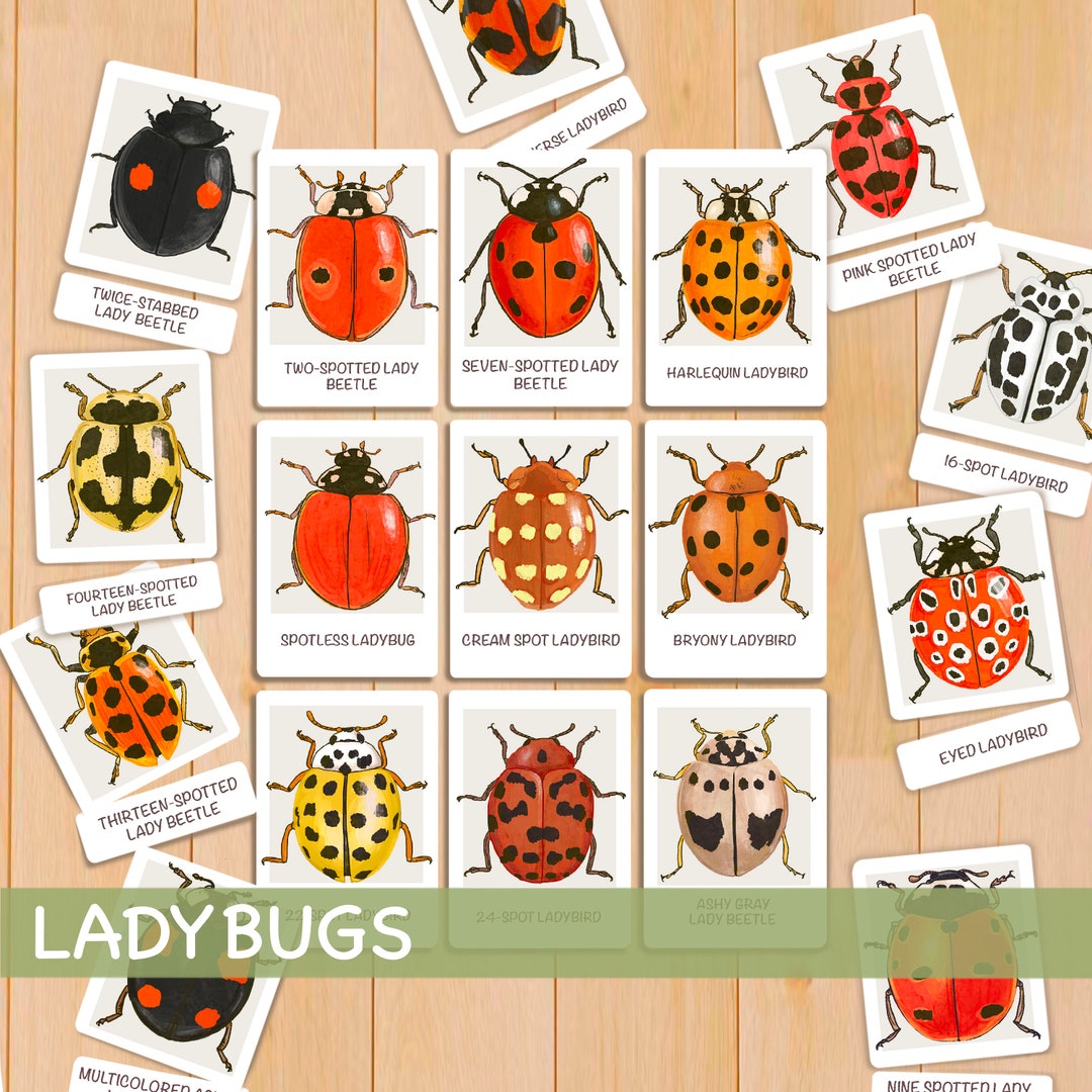 Ladybugs Flashcards Homeschool Preschool Montessori Printable ...