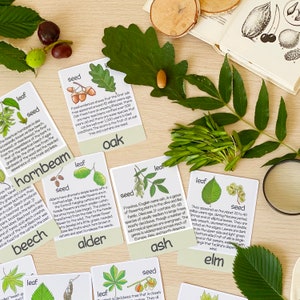 Leaf and Seed ID Cards Charlotte Mason Nature Study Preschool ...
