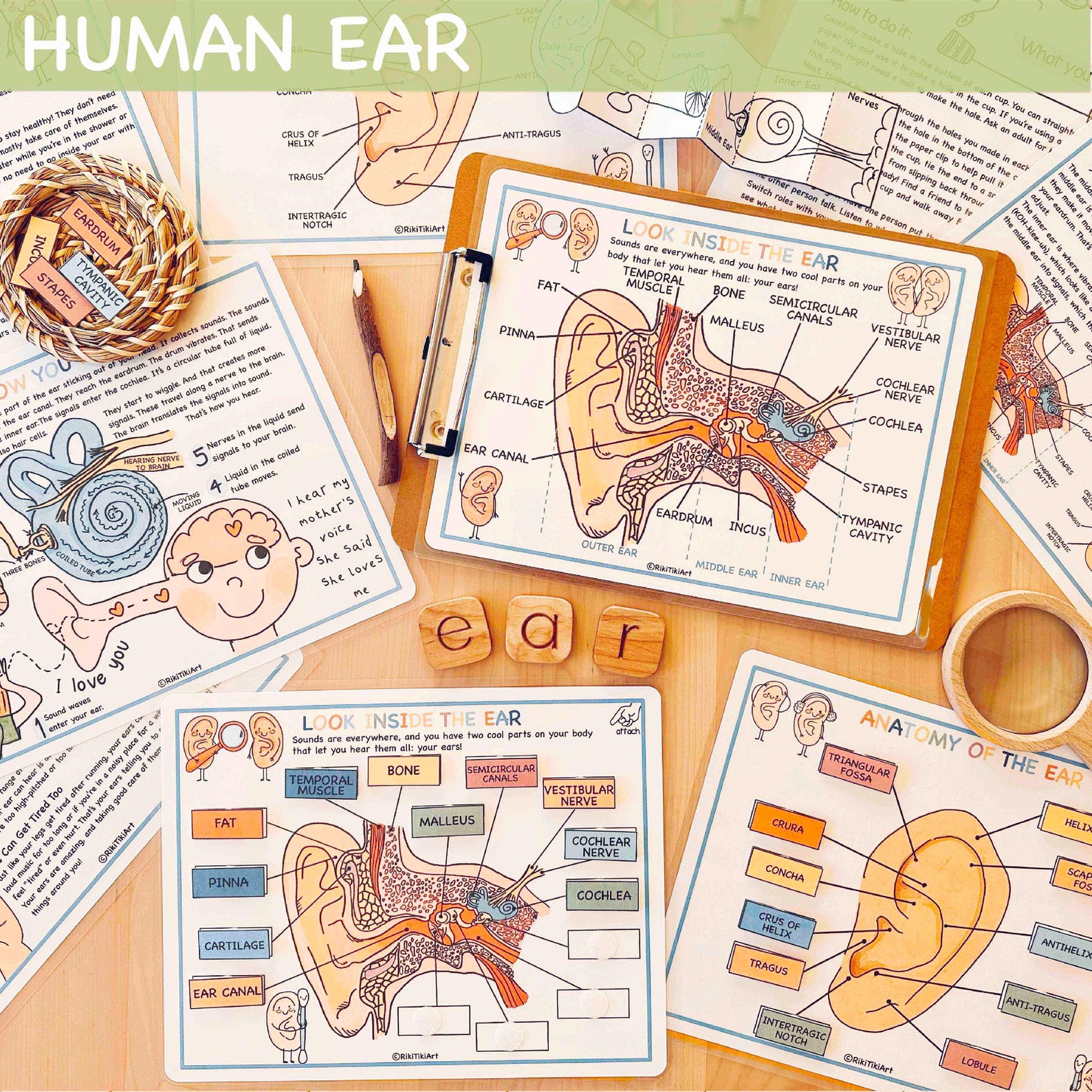 Human Ear Anatomy Bundle Preschool Worksheets Homeschool Human Body ...