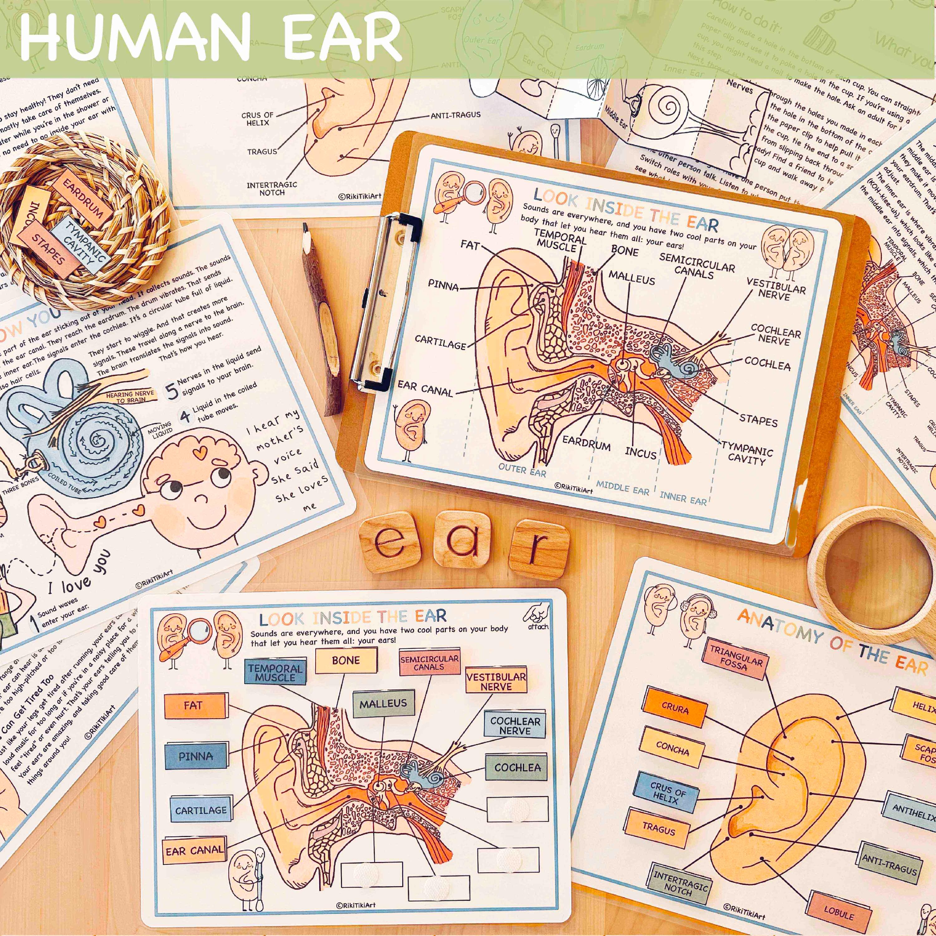 Human Ear Anatomy Bundle Preschool Worksheets Homeschool Human Body ...