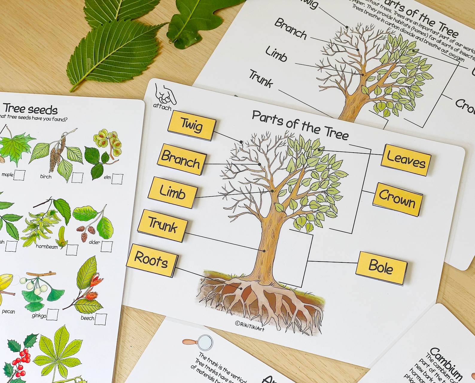 Tree Unit Study Bundle Charlotte Mason Anatomy of a Tree Nature Study ...