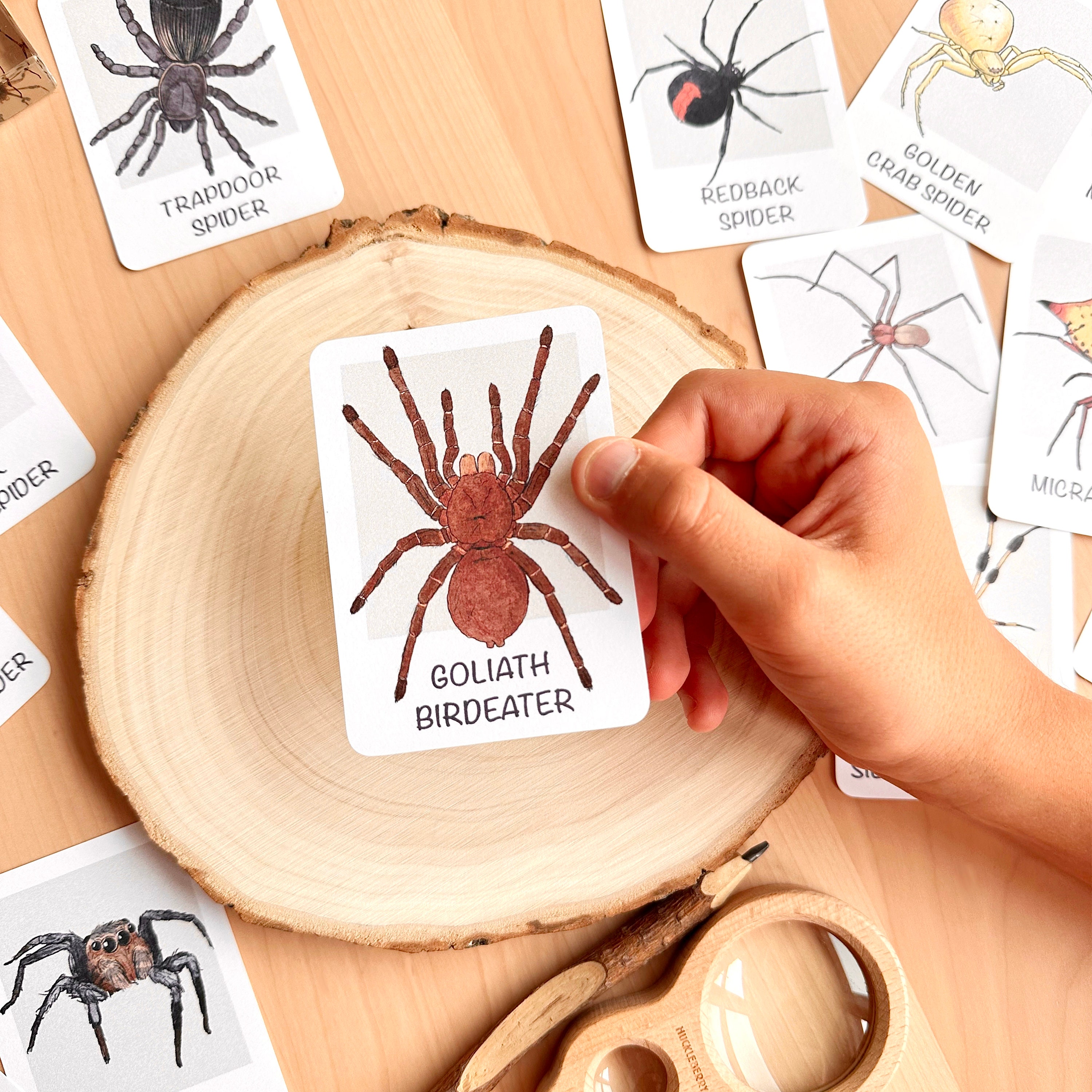 Spider Flash Cards Montessori Printable Homeschool Resources ...