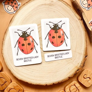 Ladybugs Flashcards Homeschool Preschool Montessori Printable ...