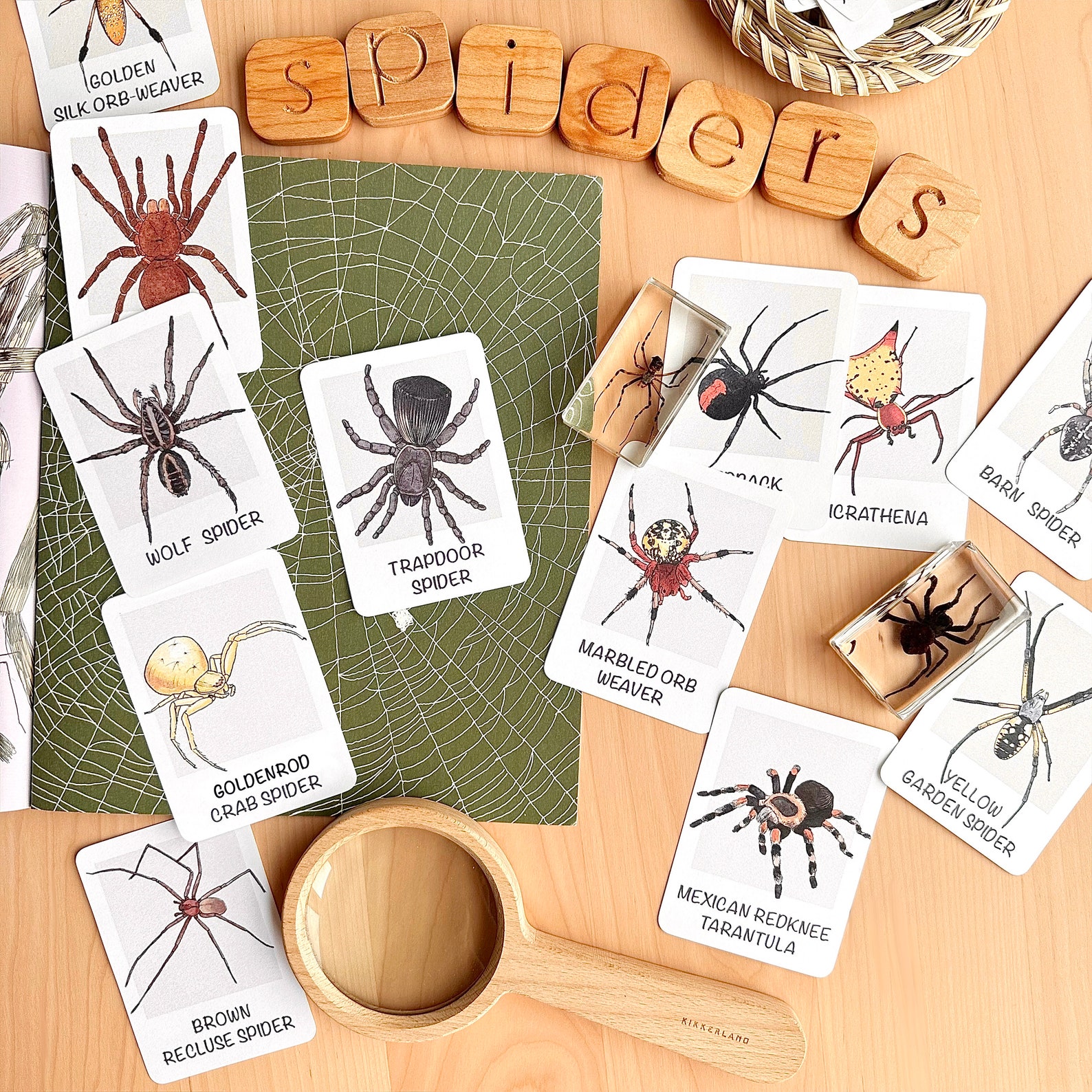 Spider Flash Cards Montessori Printable Homeschool Resources ...