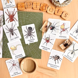 Spiders Flash Cards Montessori Printable Homeschool Resources ...