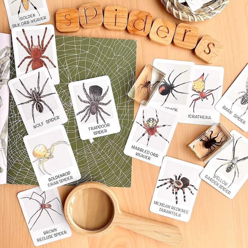 Spider Flash Cards Montessori Printable Homeschool Resources ...