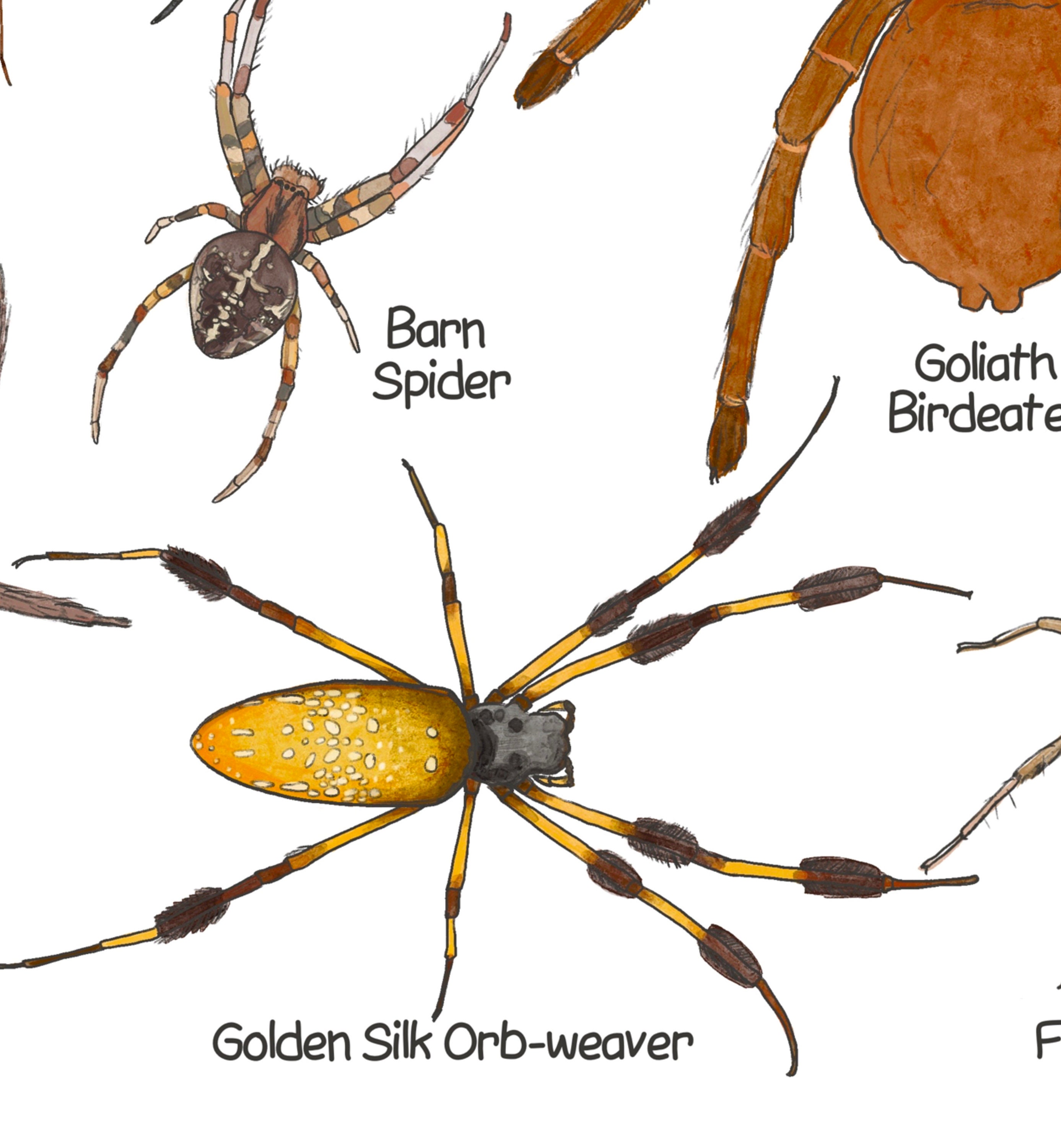 Spider Poster Educational Classroom Decor Halloween Spider Wall Art ...