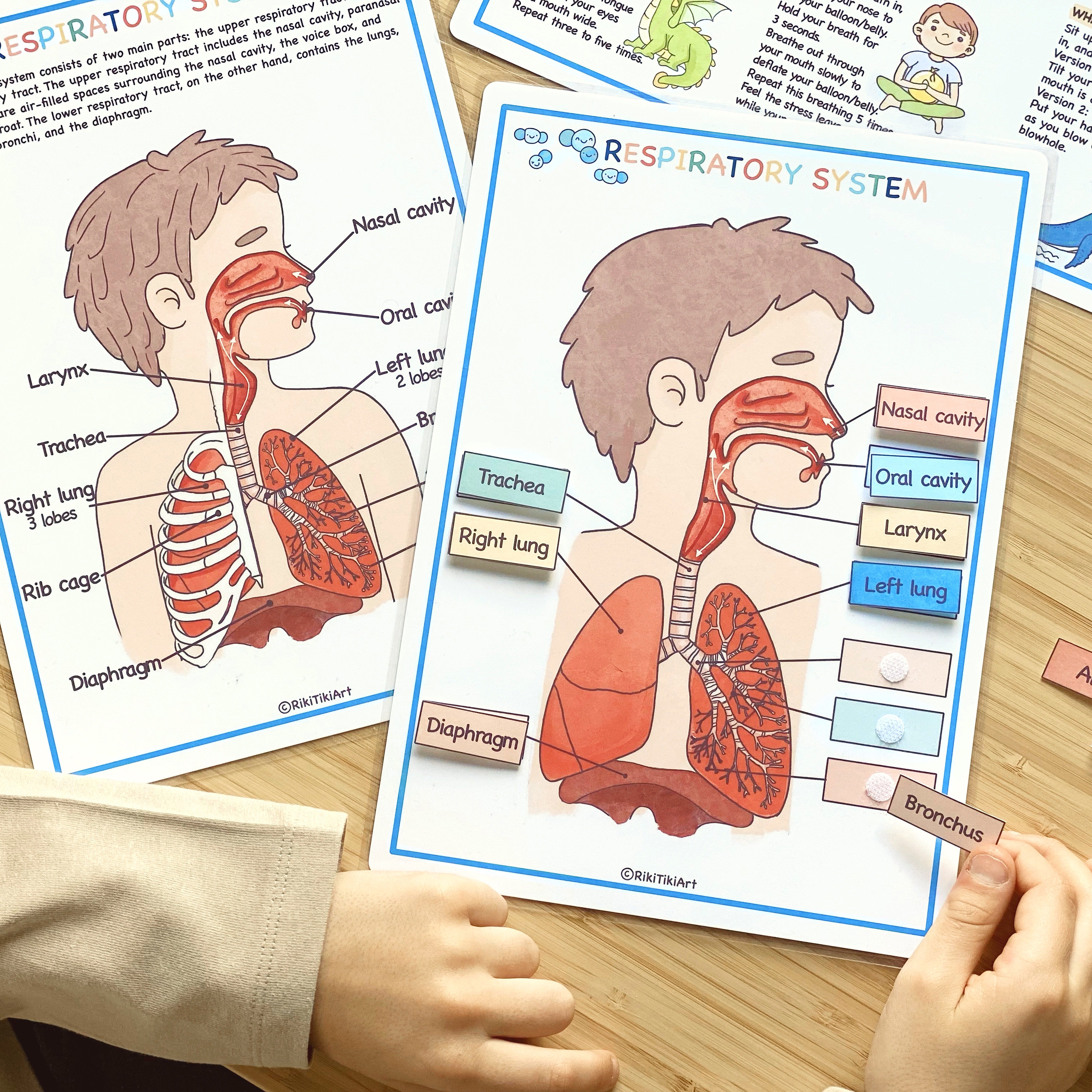 Respiratory System For Kids
