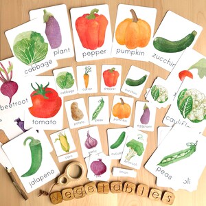 18 Watercolor Vegetables Flash Cards for Kids Vegetable Flashcards for ...