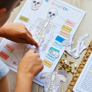 Human Skeleton Busy Book Page, Printable Montessori Materials ...