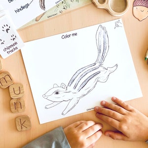 Chipmunk Unit Study Bundle Fall Homeschool Printables Charlotte Mason ...