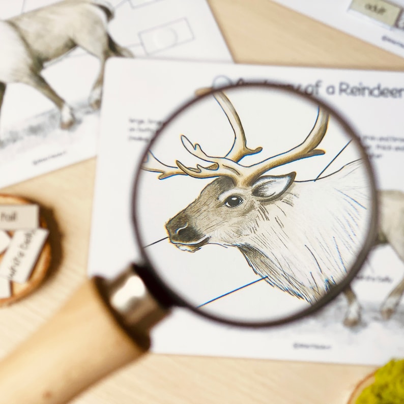Reindeer Unit Study Homeschool Learning Materials Charlotte - Etsy