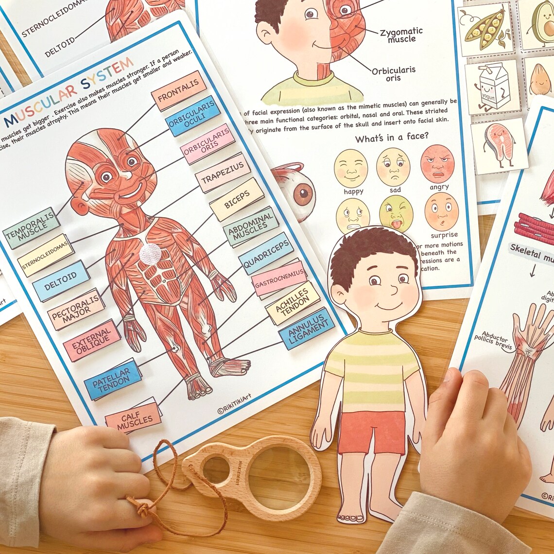 Muscular System Learning Bundle Human Anatomy Activity About Me Toddler ...