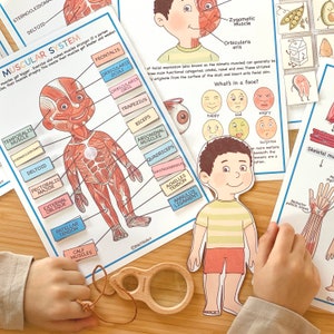 Muscular System Learning Bundle Human Anatomy Activity About Me Toddler ...