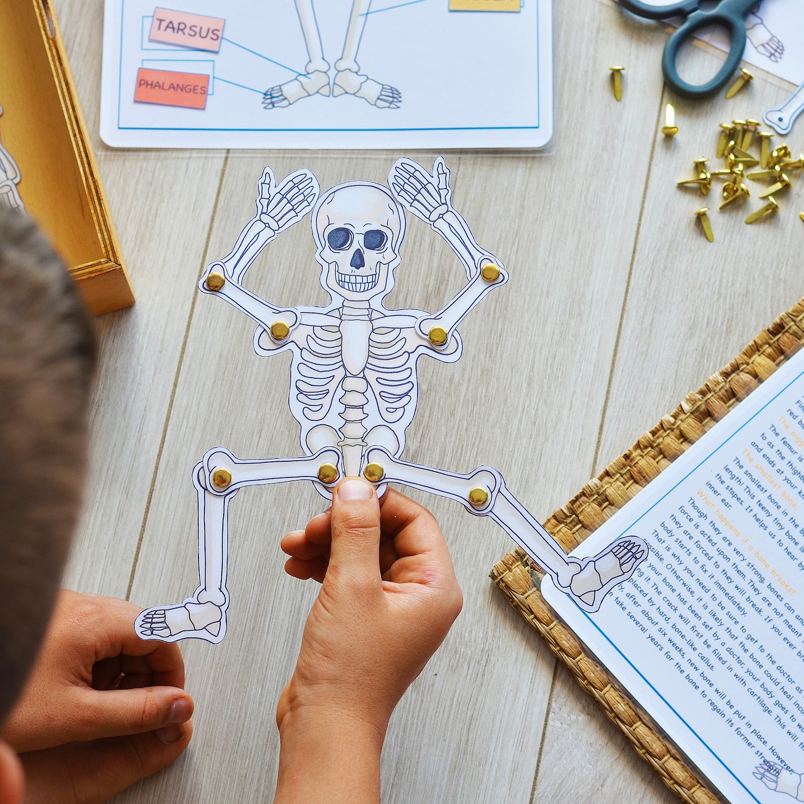 Human Skeleton Busy Book Page, Printable Montessori Materials ...