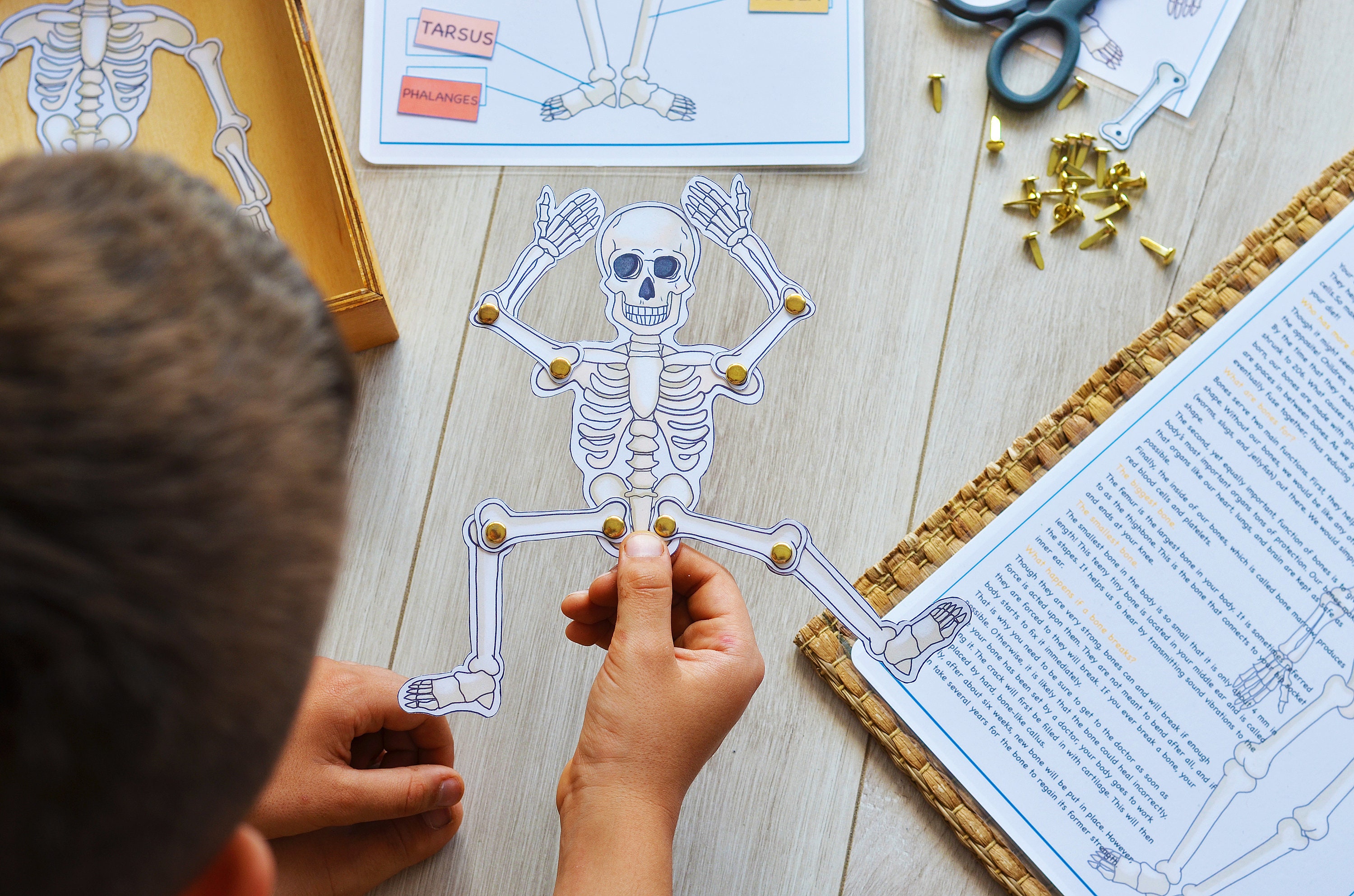 Human Skeleton Busy Book Page Printable Montessori Materials | Etsy