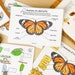 Butterfly Unit Study Bundle Charlotte Mason Nature Study Homeschool ...