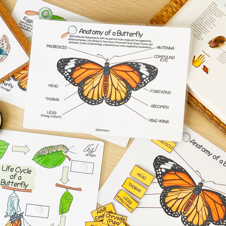 Butterfly Unit Study Bundle Charlotte Mason Nature Study - Etsy