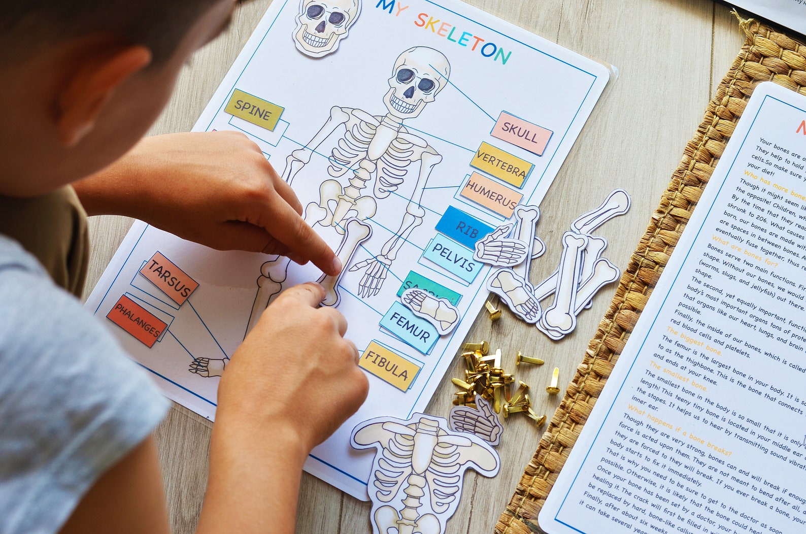 Human Skeleton Busy Book Page Printable Montessori Materials | Etsy