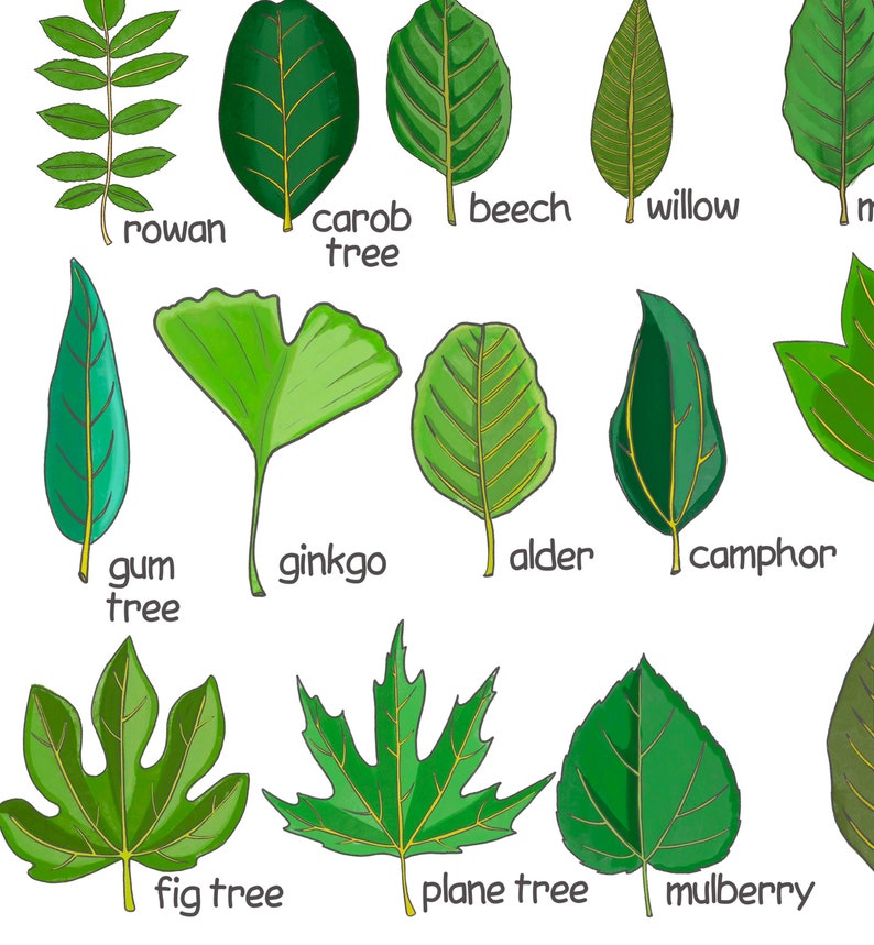 Trees Leaves Poster Homeschool Educational Posters Montessori - Etsy