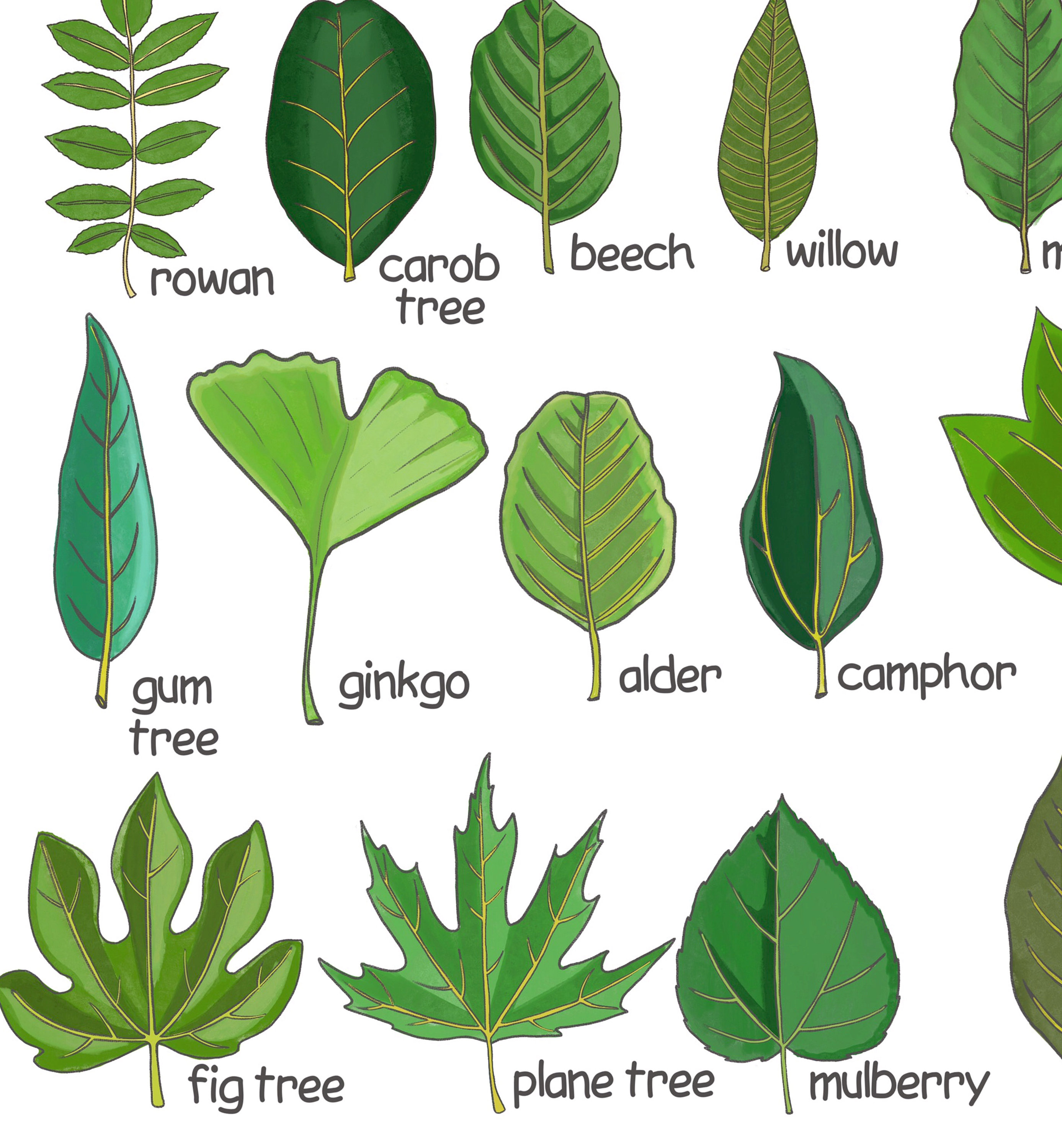 Trees Leaves Poster Homeschool Educational Posters Montessori | Etsy