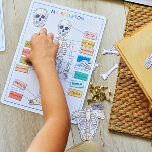 Human Skeleton Busy Book Page, Printable Montessori Materials ...