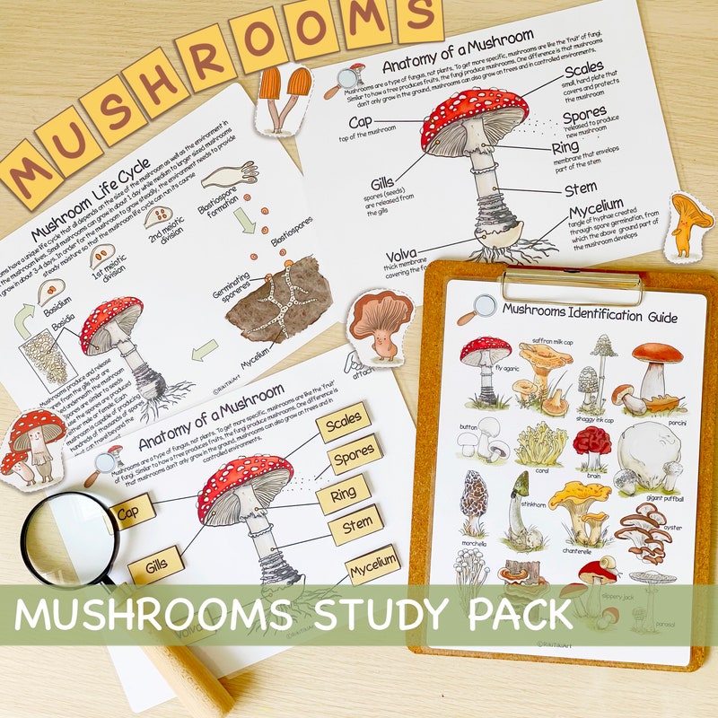 Mushroom Poster - Etsy