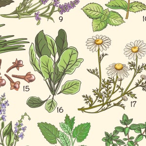 Kitchen Herbs Downloadable Prints Homeschool Educational | Etsy