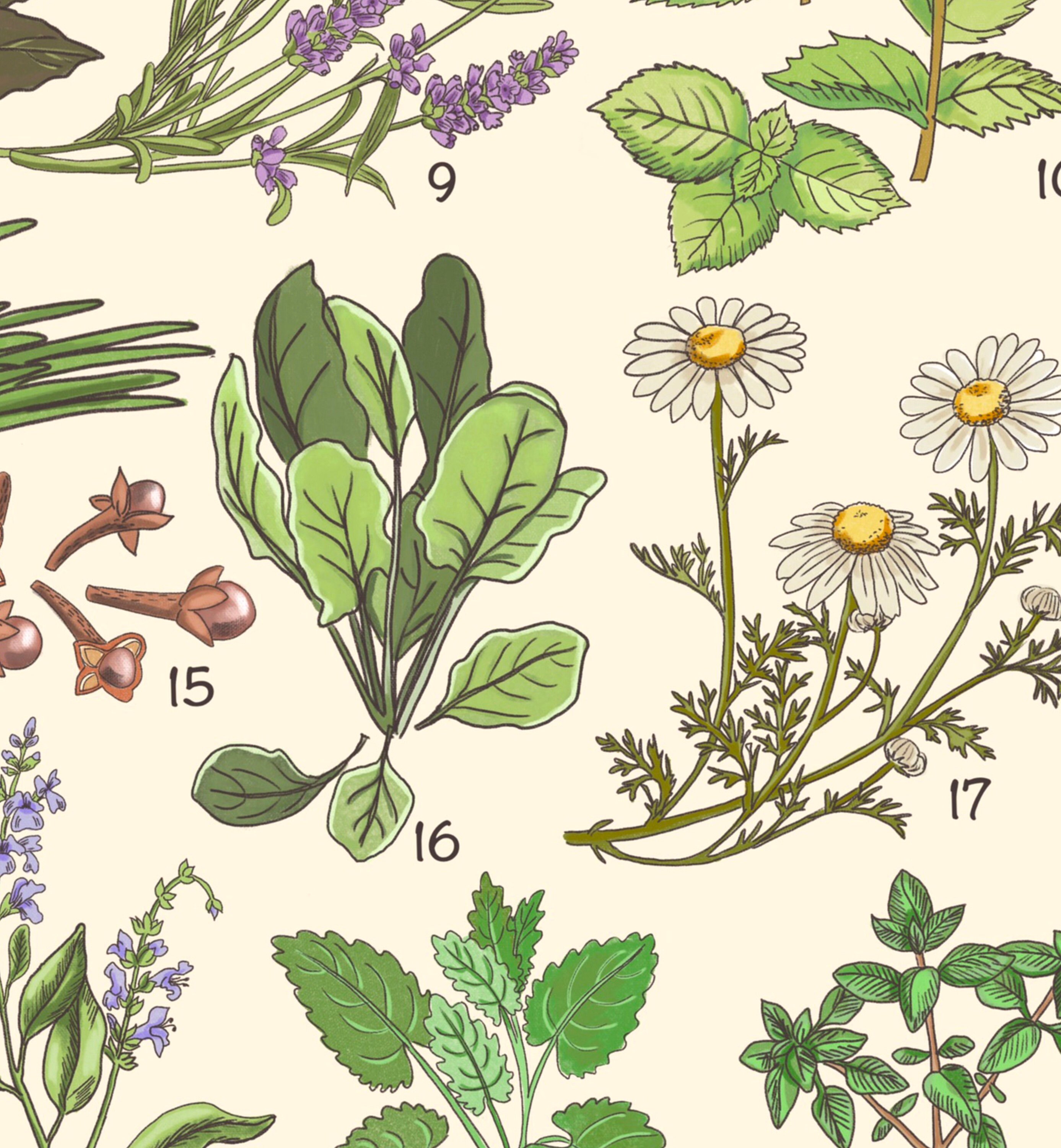 Kitchen Herbs Downloadable Prints Homeschool Educational | Etsy