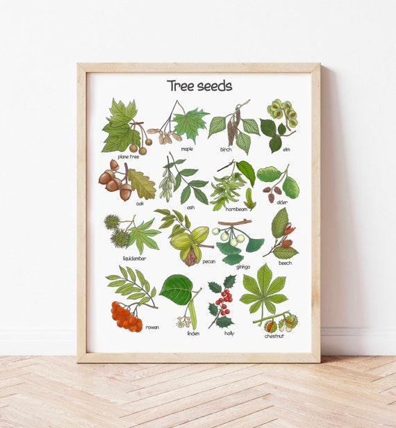 Tree Seeds Poster Homeschool Educational Posters Montessori | Etsy