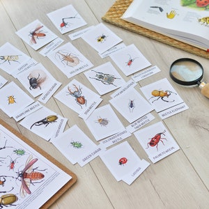 Beetles Flashcards, Homeschool Montessori Materials, Printable Toddler ...