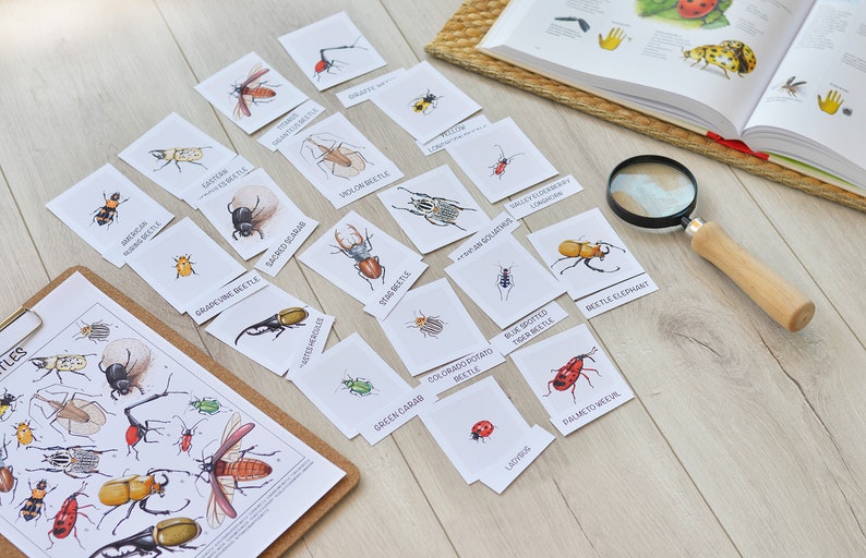 Beetles Flashcards Homeschool Montessori Materials Printable - Etsy