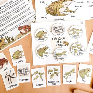 Frog Unit Study Homeschool Summer Activities Frog and Toad Life Cycle ...