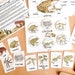 Frog Unit Study Homeschool Summer Activities Frog and Toad Life Cycle ...