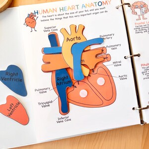 Human Anatomy Busy Book for Kids, Personalized Toddler Activity Book ...