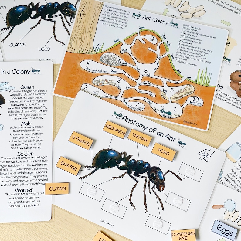 Ant Colony Nature Study Bundle Charlotte Mason Learning Materials Ant ...