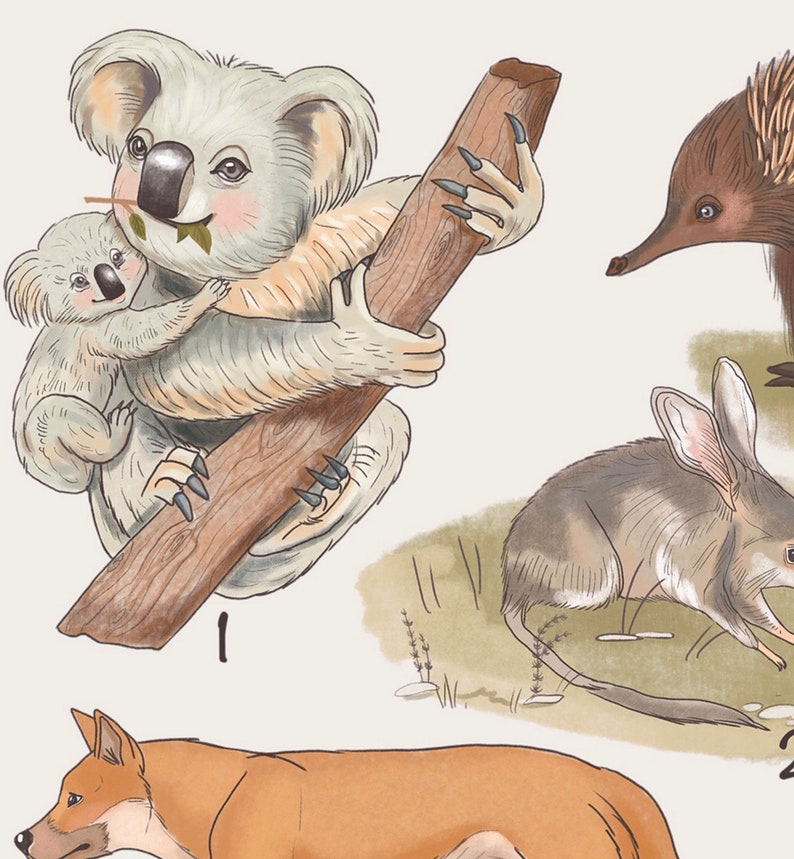 Australian Animals Educational Posters Printable Montessori | Etsy